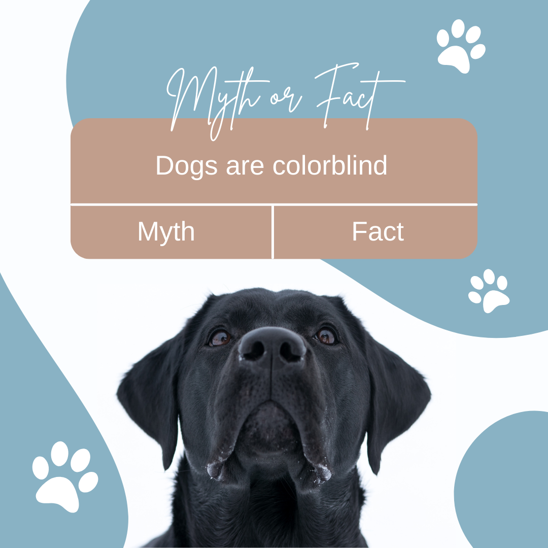 Myth of Fact? Dogs are Colourblind – PawsAthletics