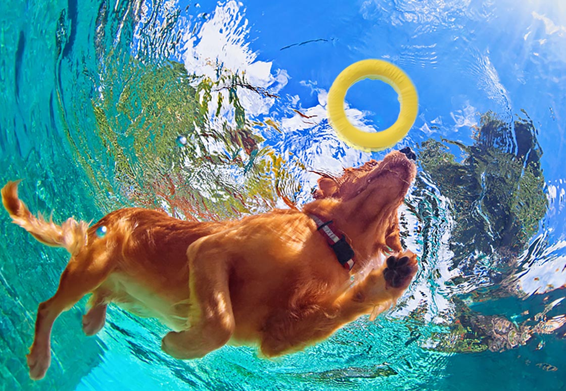 The Joy of Taking Your Dog Swimming: A Guide to Fun and Safety ...